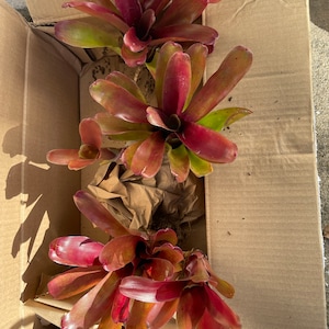 Bromeliad Neoregelia 'supernova' - Etsy