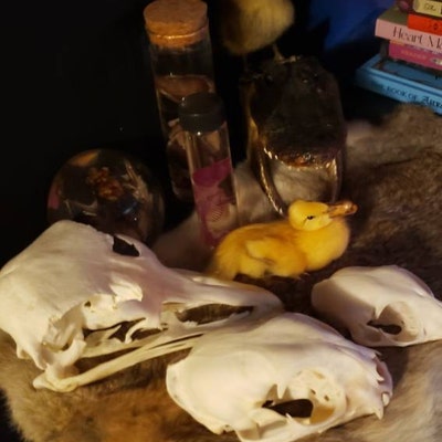 Huge Wet Specimen Piebald Pied Morph Ball Python Taxidermy Mount ...