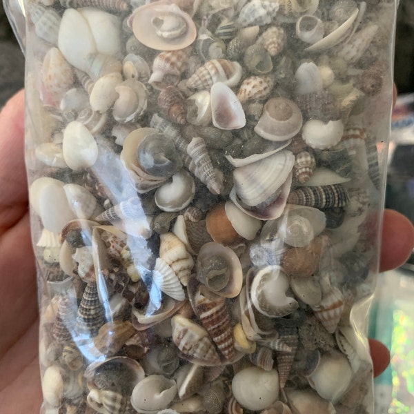 Small Shell Mix-1/4"-3/4”-tiny Shell Mix-craft Seashells-small ...