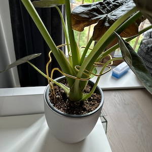 Monstera Shaped Plant Support Gold Coloured - Etsy