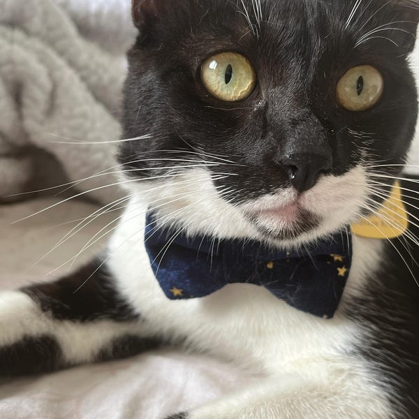 Personalized Velvet Cat Collar Leash Set, Engraved Kitties Collar Leash ...