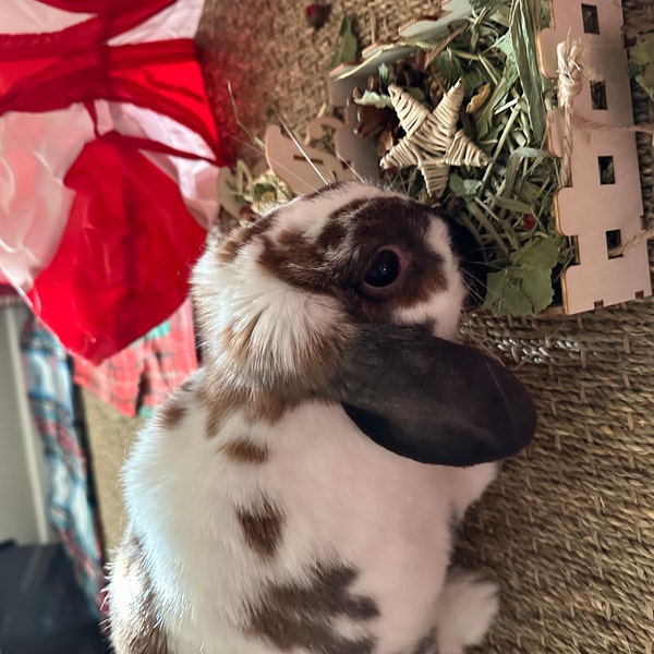 Flax Spray, Dried Flax Stems, Hamster Flax, Bird Flax, UK Farmer ...