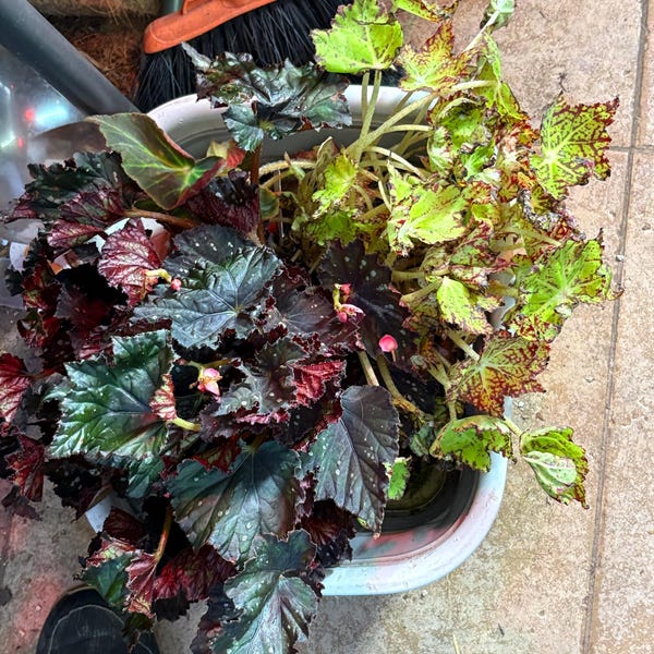 Rhizomatous Begonia 'starburst' - Etsy