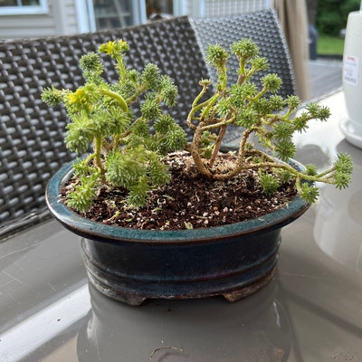 Mini Joshua Tree Succulent 4 Pot Thick and Full Sedum Multiceps Rare - Etsy