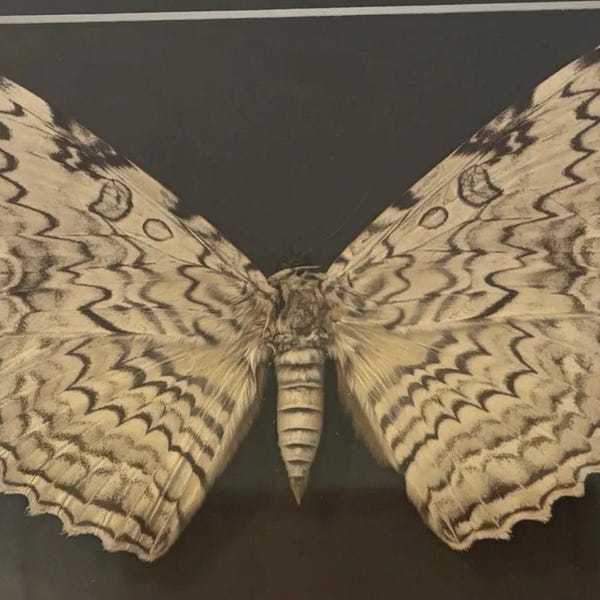 Filipino Atlas Moth Male & Female Pair in Box Frame (attacus Lemairei ...
