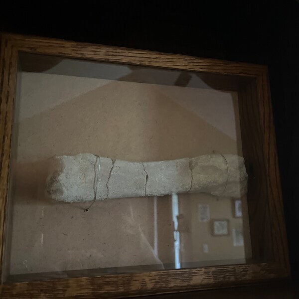 Crocodilian Scute Fossil osteoderm Armor Lance Fm. Niobrara Co., WY - Etsy