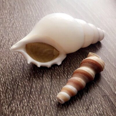 The Magic Conch Large Size White by Shellpipe free Pipe & Screens W ...