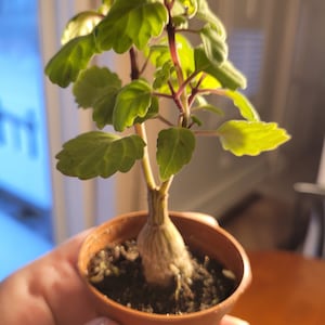 Bonsai Mint plectranthus Ernstii Caudex - Etsy