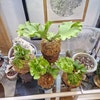 1 Big Pot Can Cutting 10 Plants Epipremnum Amplissimum - Etsy