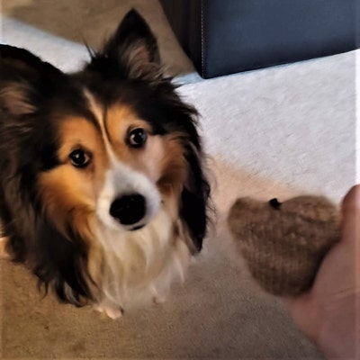 Yarn Made With Your Dogs or Cats Hair Chiengora, Dog or Cat Hair Yarn ...