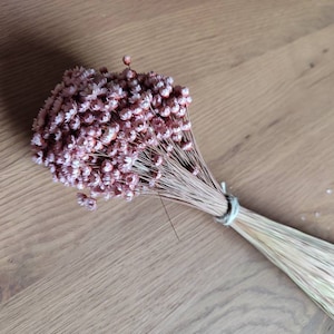 Glixia in Natural Colors, Pink or Purple Marcela Dried Flowers, Dried ...
