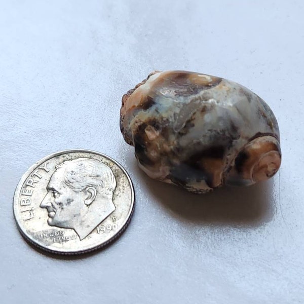 Spiralite Agatized Fossil Seashell: Chalcedony Crystal Shell - Etsy
