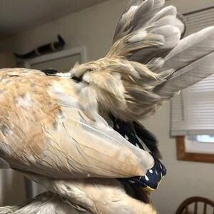 Guinea Pig Cavy Diaper With Bib / Collar Waterproof Designed - Etsy