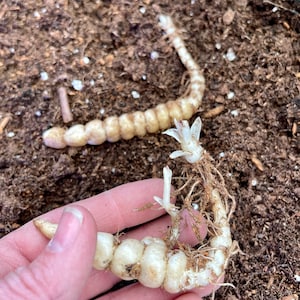 Chinese Artichoke Live Tubers / Roots AKA Crosnes, Betony, Gan Lu Zi ...