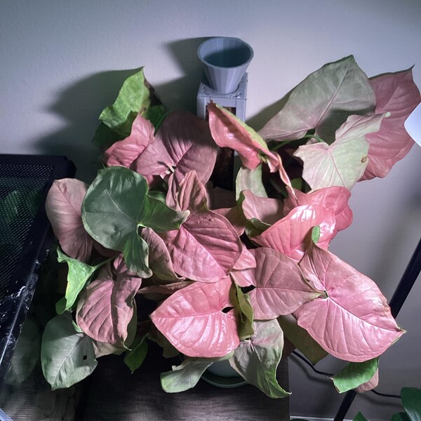 11” Root View Stackable Moss Pole 3D Printed - Etsy