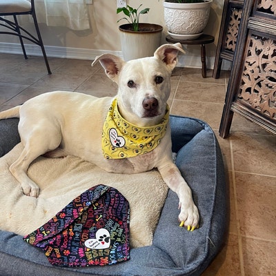 Pet Cancer Awareness Ribbon Blue Bandana I'm Beating Cancer or Hug Me I ...