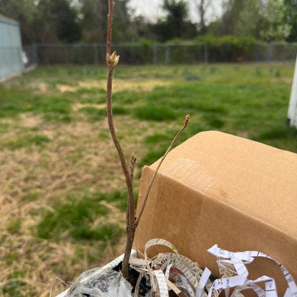 DANCING Rabbit~~aromi Deciduous Azalea Rhododendron~~well Rooted SMALL ...