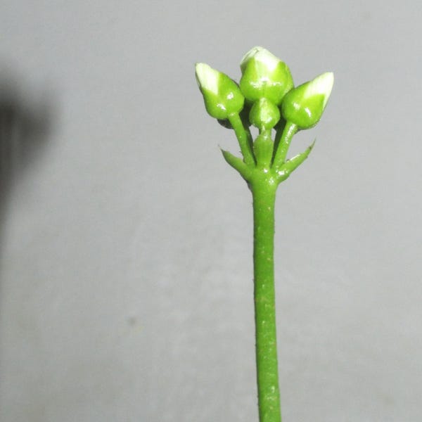 Venus Flytrap Enamel Pin - North Carolina Native Plant - Etsy