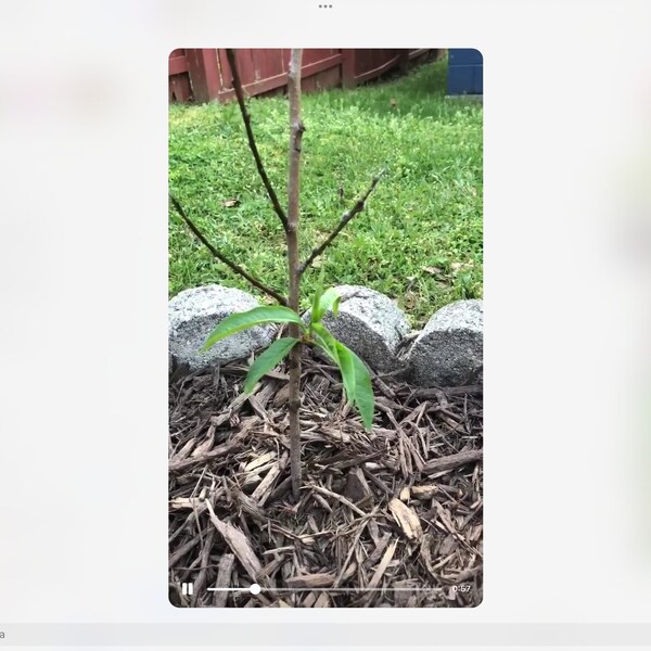 Gold Rush & Yellow Delicious Apple Tree Package - Etsy