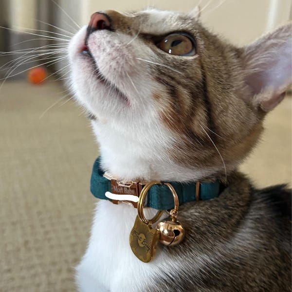 Custom Gold Silver Silent Pet ID Tag, Personalized Slide-on Dog Collar ...