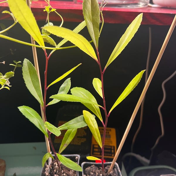 Auntie Lilli's™ South Sea Salad Bele Tree Abelmoschus Manihot Live ...