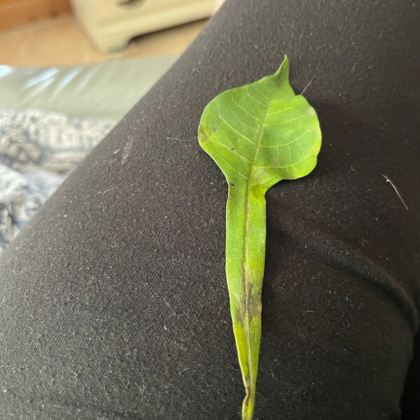 Mickey Mouse Ears Cactus - Etsy