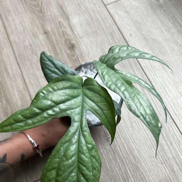 4 Spider Man Monstera Amydrium Medium Silver - Etsy