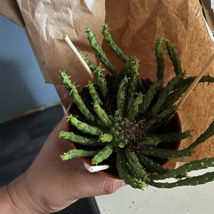 Cleistocactus Tarantula Cactus Cleistocactus Winteri Golden - Etsy