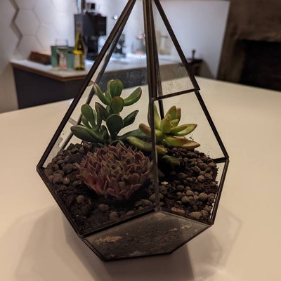 Small Succulent Plants Random Succulents 5cm Pots Open - Etsy UK
