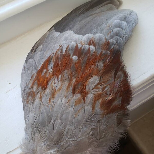Taxidermy Bird Wings, Real Bird Wing, Chicken Wing, Partial Wing, 8 X 2 ...