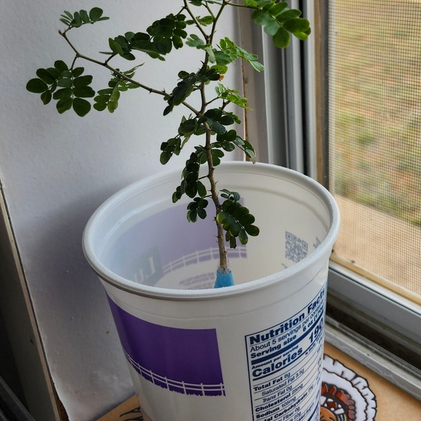 Texas Ebony, Native Texas Tree Seeds and Seedlings: Ebenopsis Ebano ...