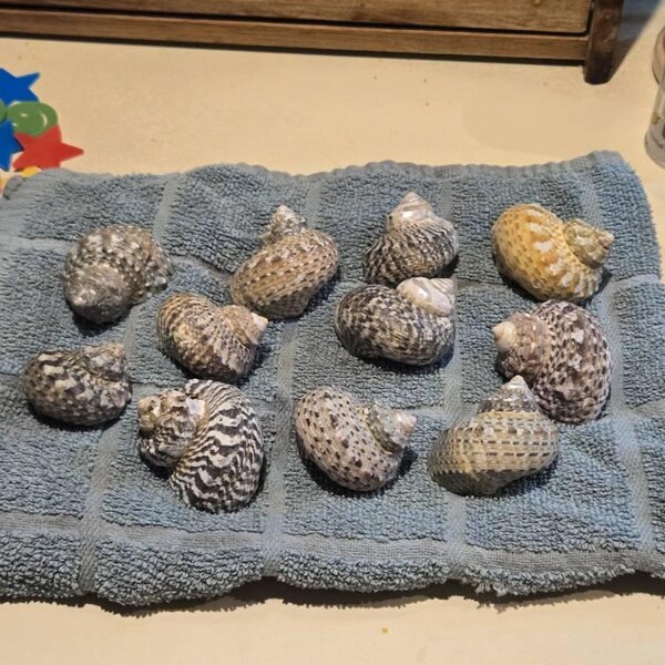 Nessastores- Mexican Deep Sea Shell Beach Craft Scallop 2 1/2" - 3" (20 ...