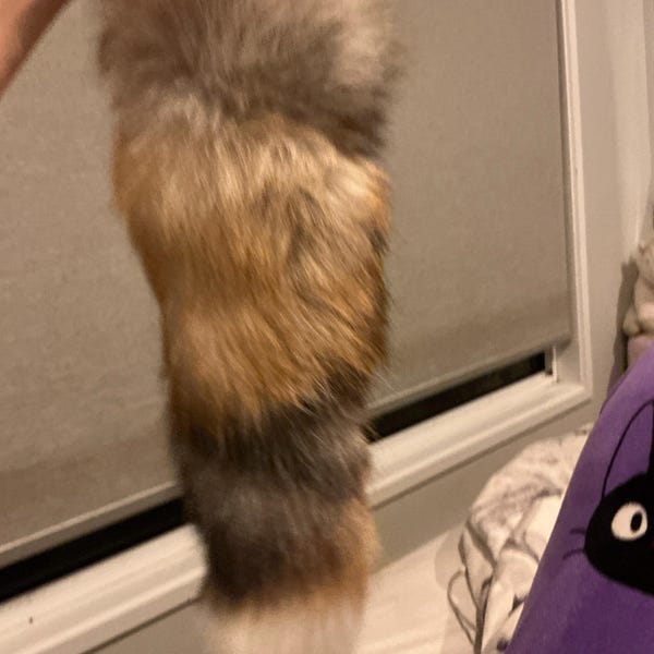 XL Smokey Red Fox Tail (XL and Regular Size), Real Fox Tail, Tails for ...
