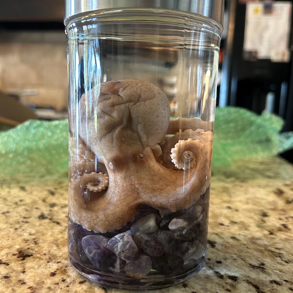 Glass Jar Wet Specimen Octopus Tentacles With or With Out Crystals ...