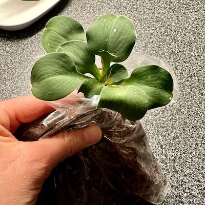 Culvers Root 'fascination' Purple Pink, Tall Flower Spikes, Butterfly ...
