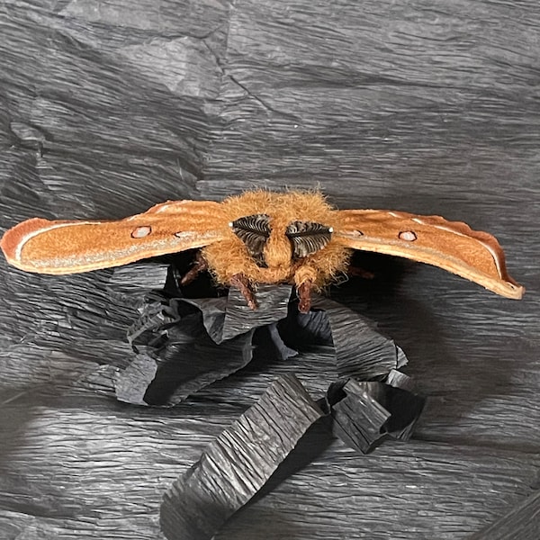 Polyphemus Moth, Needle Felted, Moth Figurine, Decoration, Handmade ...