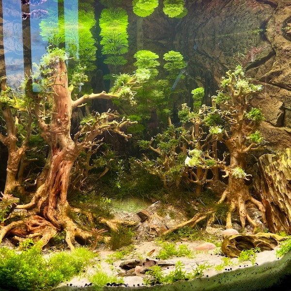 Aquarium Driftwood Centerpiece Aquascape Hardscape Arch Fish Tank ...