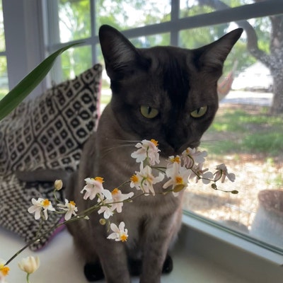 Rlc.. Sung Ya Green 'mailman' 2.5 Pot - Etsy