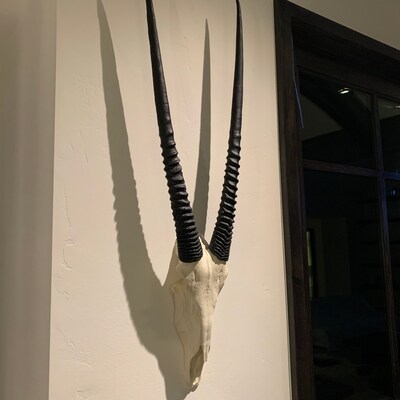 Handmade GEMSBOK OYRX Skull Faux Replica Taxidermy Skulls Gemsbuck ...