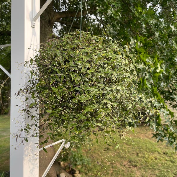 Allium 'millenium' Live Plant, 1 Gallon Pot - Etsy