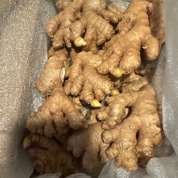 Watermelon Radish chinese Red Meat Radish Seeds - Etsy