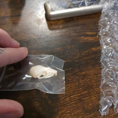 Mouse Skull Real Tiny Mouse Skulls Cleaned Whitened Reassembled ...