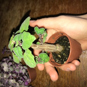 Bonsai Mint plectranthus Ernstii Caudex - Etsy