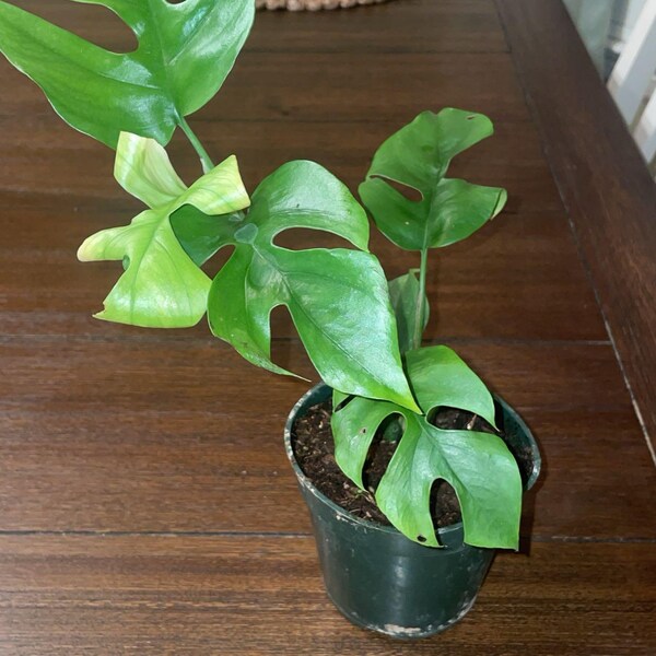 Rare Mini Monstera - 4'' From Tropical Ambiance - Etsy