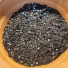 Trachyandra Tortilis Seeds, Albuca Namaquensis, 50pcs/pack （#9654） - Etsy