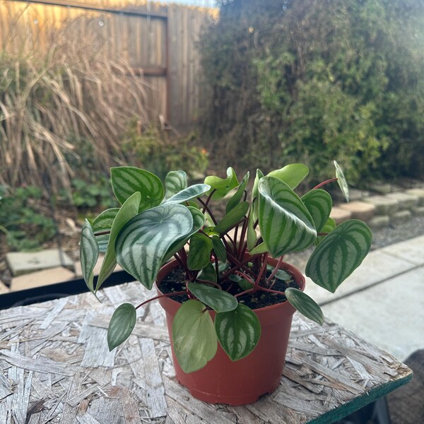 Green Moses in the Cradle, 2 Inch Tradescantia Spathacea, Rhoeo ...