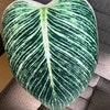 Philodendron Birkin Pillow / Philodendron Birkin / Birkin Leaf Cushion ...