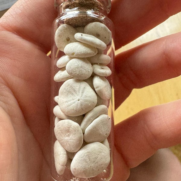 100 Baby Sea Shell Mix, Small Shells, Tiny Beach Finds, Mini Shells ...