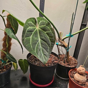 Anthurium 'cay Cee' Magnificum X Greige 327 - Etsy