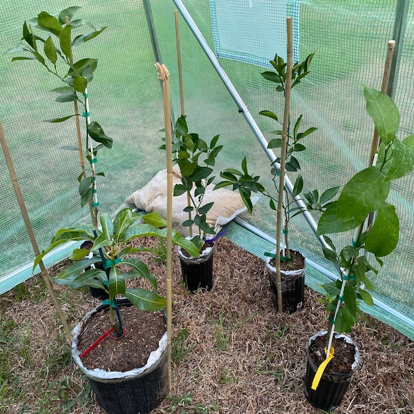 Grafted Kishu Mandarin Tree in Half Gallon Pot, Tangerine FLORIDA ...